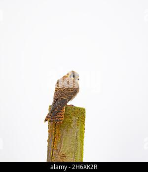 American Kestrel Female Stock Photo - Alamy