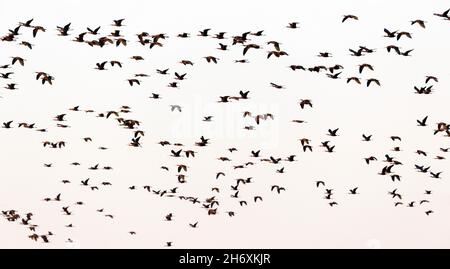 Flock of white-faced Ibis Stock Photo - Alamy