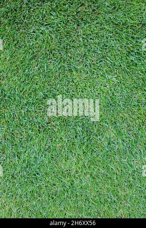 green grass high quality texture shot on canon 6D Stock Photo - Alamy