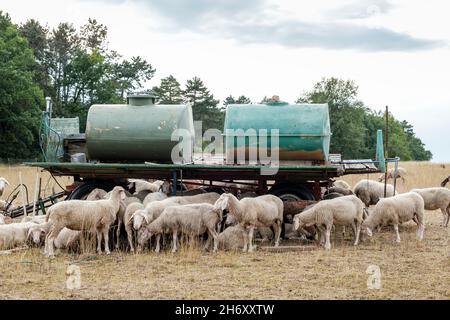 Water tank for sheep on a pasture Stock Photo - Alamy