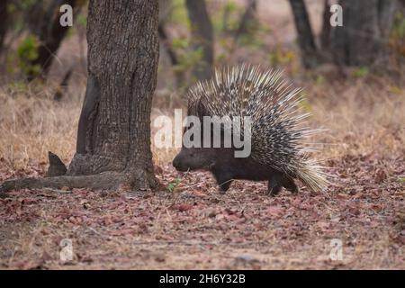 Porcupine in the nature habitat. Indian porcupine in the dayilight ...