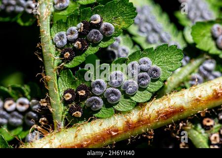Clusters of sporangia or sori on the underside of leaves of common ...
