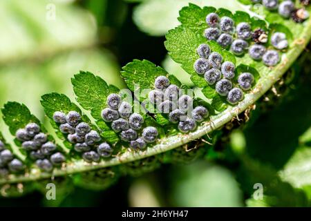 Clusters of sporangia or sori on the underside of leaves of common ...