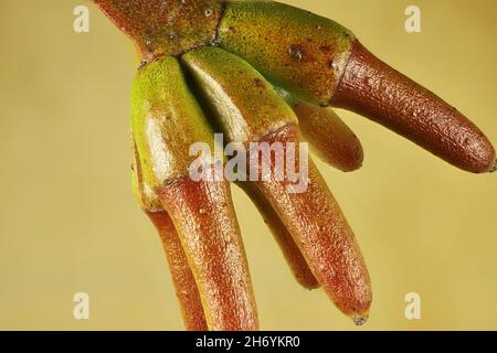 Macro view of isolated Round-leaved Moort tree (Eucalyptus platypus ...