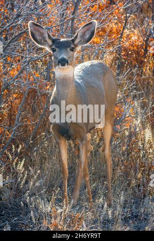Photographer taken photo in autumn over a orange leaves carpet Stock ...