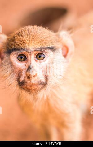 Vertical closeup shot of a cute monkey playing with plastic sitting on ...