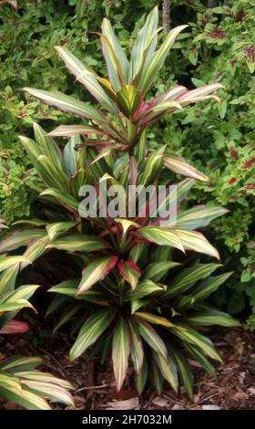 Ti plant, Cordyline fruticosa is an evergreen flowering plant in the ...