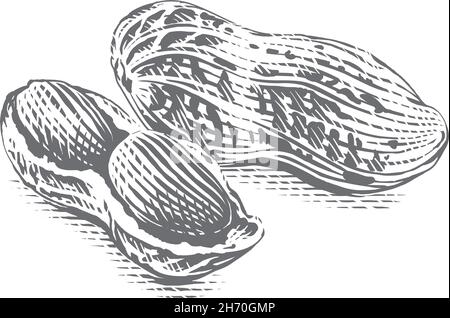 Peanuts, groundnut hand drawn illustration Stock Vector Image & Art - Alamy
