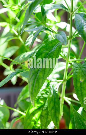 Vegetable and Herb, Kariyat or Andrographis Paniculata Plants Isolated ...