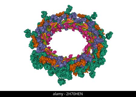 Nuclear membrane pore. Illustration of the structure of a pore in the ...