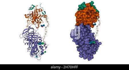 Structure of thrombin, 3D cartoon and Gaussian surface models, chain id ...