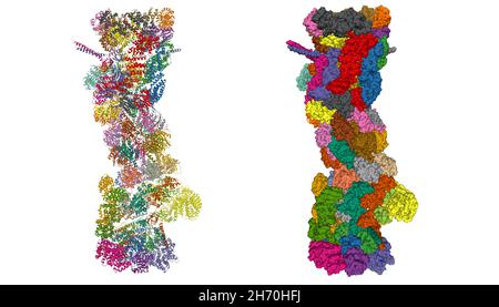 Structure of 26S proteasome, 3D cartoon model isolated, white ...