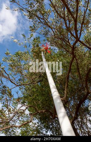 olive harvest with electric olive rake tool in Keratea in Greece Stock ...