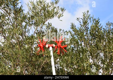 olive harvest with electric olive rake tool in Keratea in Greece Stock ...