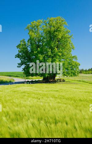 The Lime Tree of Linn (Linner Linden). Large, ancient linden (around ...