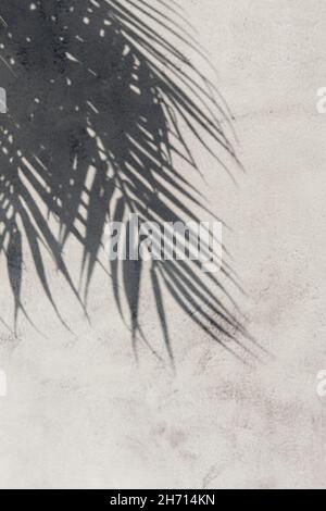 Shiny tropical palm leaf shadows on white grey ceramic beton wall ...
