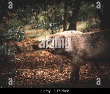 Pannage Pigs amongst the Autumn Colours in New Forest. Pigs and piglets ...