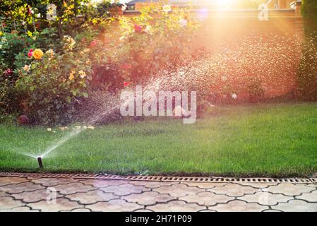 Green grass being watered with automatic sprinkler system sunny day ...