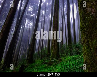 pine tree forest with white defused fog background at morning from ...