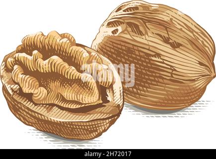 Walnut sketch illustration isolated on white background Stock Vector ...