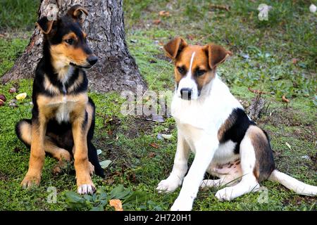 Cute Jack Russel Terrier and German shepherd dogs in a park Stock Photo ...