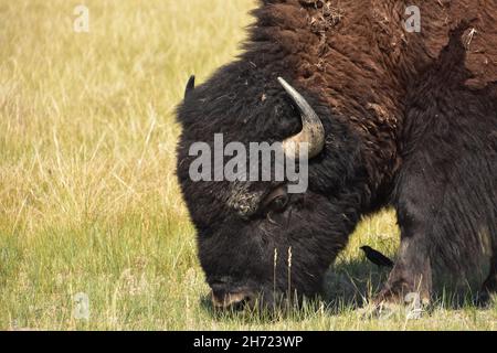 Very wooly American buffalo grazing on plains grasses in South Dakota ...