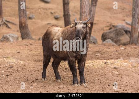 The Bhutan Takin, Budorcas taxicolor whitei, is also called cattle ...