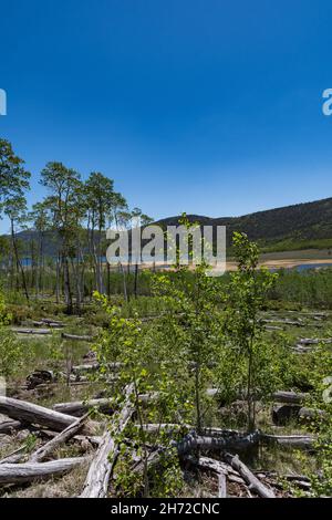 The Utah state tree: Quaking Aspen on a hike in Big Springs Park, Provo ...