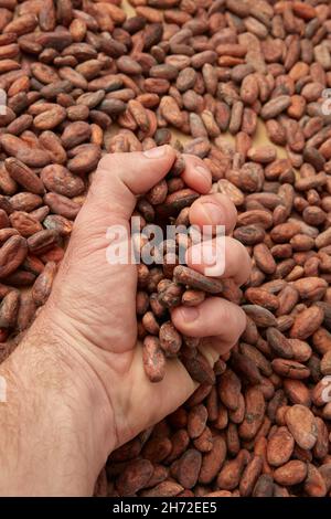 Crop person with handful of cocoa beans Stock Photo - Alamy
