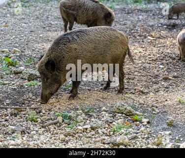 Wild boar flesh Stock Photo - Alamy