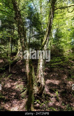 Structures in the wood of a dead tree trunk, Sababurg primeval forest ...