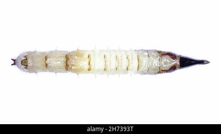 Dorsal Xylophagus cinctus larvae specimen Stock Photo - Alamy