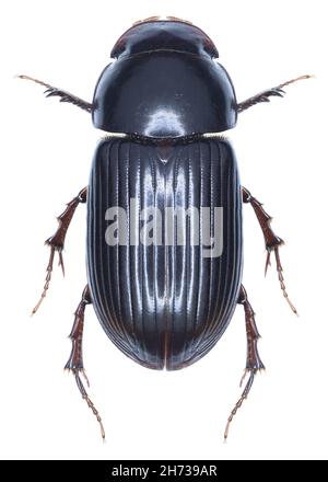 night-flying dung beetle, dung-beetle (Aphodius rufipes, Acrossus ...