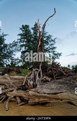 Big piece of wood fallen on the sand at the beach Stock Photo - Alamy