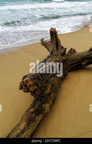 Big piece of wood fallen on the sand at the beach Stock Photo - Alamy