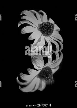 Grayscale shot of a sunflower isolated on a reflecting black background ...