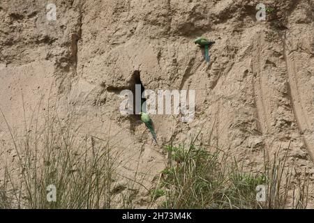 Mud cliff with nest burrows of various bird species : (pix SShukla ...