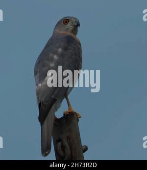 Shikra Little banded goshawk Stock Photo - Alamy