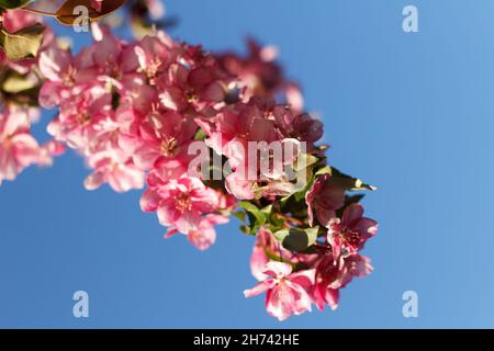 Malus halliana beautiful blossoming fruit tree an apple-tree in the ...