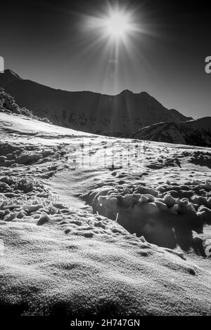 A grayscale shot of a snow-capped forest in the winter Stock Photo - Alamy