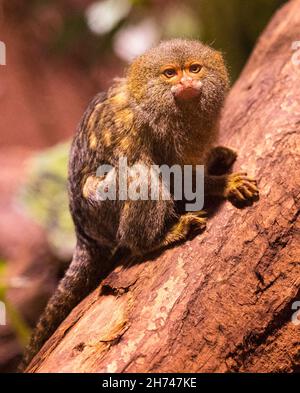 Adult Pygmy marmoset (Cebuella Pygmaea) standing on the branch Stock ...