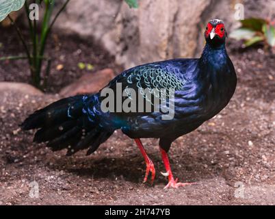 Edwards Pheasant Lophura edwardsi Stock Photo - Alamy