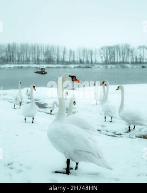 Swans fly in the snow at the National Nature Reserve for Swans in ...