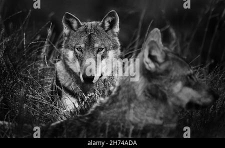 Gray Wolf Staring into the Camera Stock Photo - Alamy