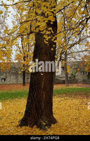 Brescia, Italy, a tree with the autumnal colors Stock Photo - Alamy