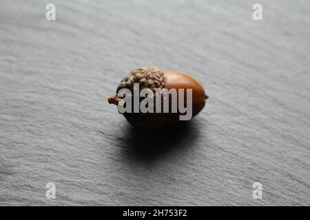 Acorns on blank surface with grey background Stock Photo - Alamy