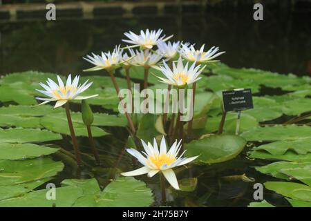 Beautiful Nymphaea Daubenyana water lilies over the water surface in ...