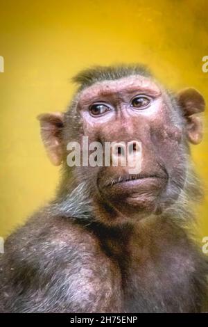 Baboon Portrait Zoo Animal Closeup. A hamadryas baboon stares intensely ...