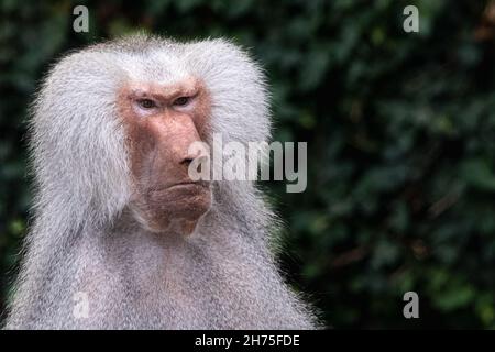 A portrait of baboon monkey with an angry face Stock Photo - Alamy