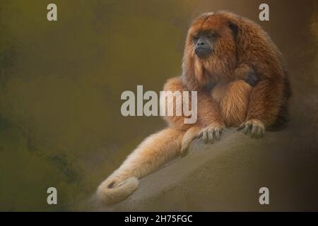 Portrait of a Black Howler monkey with a baby Stock Photo - Alamy